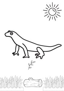 Newt Colouring Pages - Show My Crafts